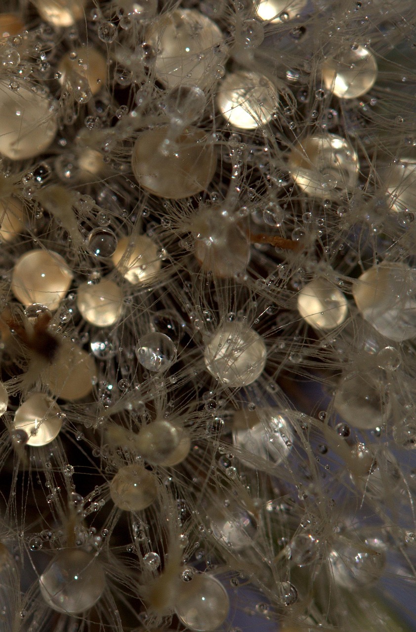 Dandelion Drops Wet - Free photo on Pixabay - Pixabay