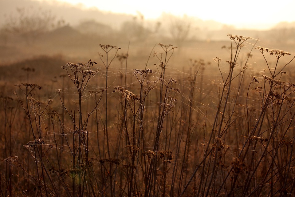The Haze Cobwebs Autumn - Free photo on Pixabay
