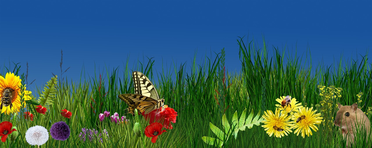 La Nature Fleur L'Été - Photo gratuite sur Pixabay - Pixabay