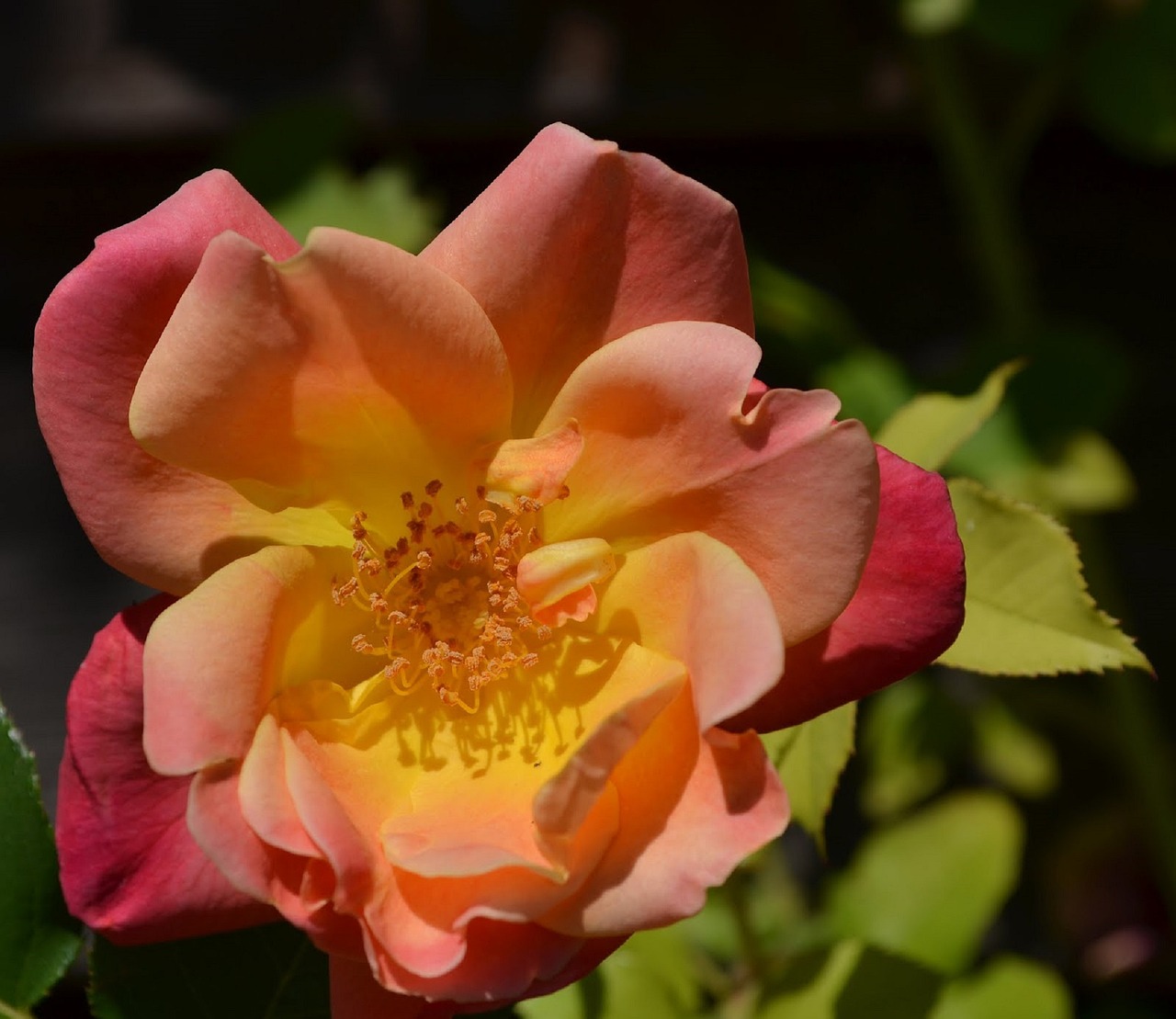 Bunga Flora Kebun - Foto gratis di Pixabay - Pixabay