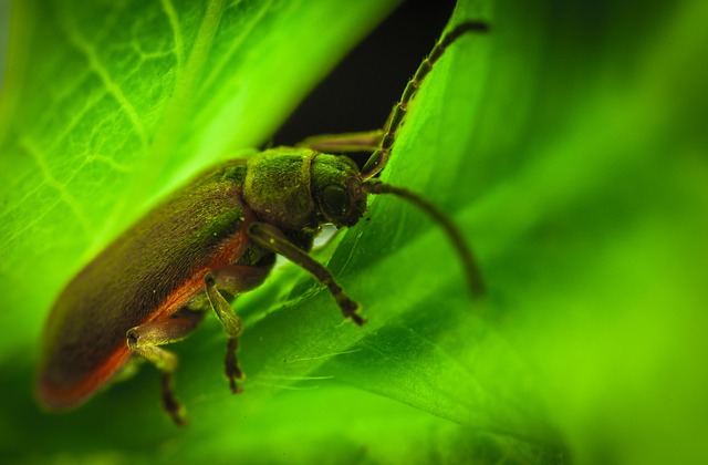 Nature Insect Animals - Free photo on Pixabay