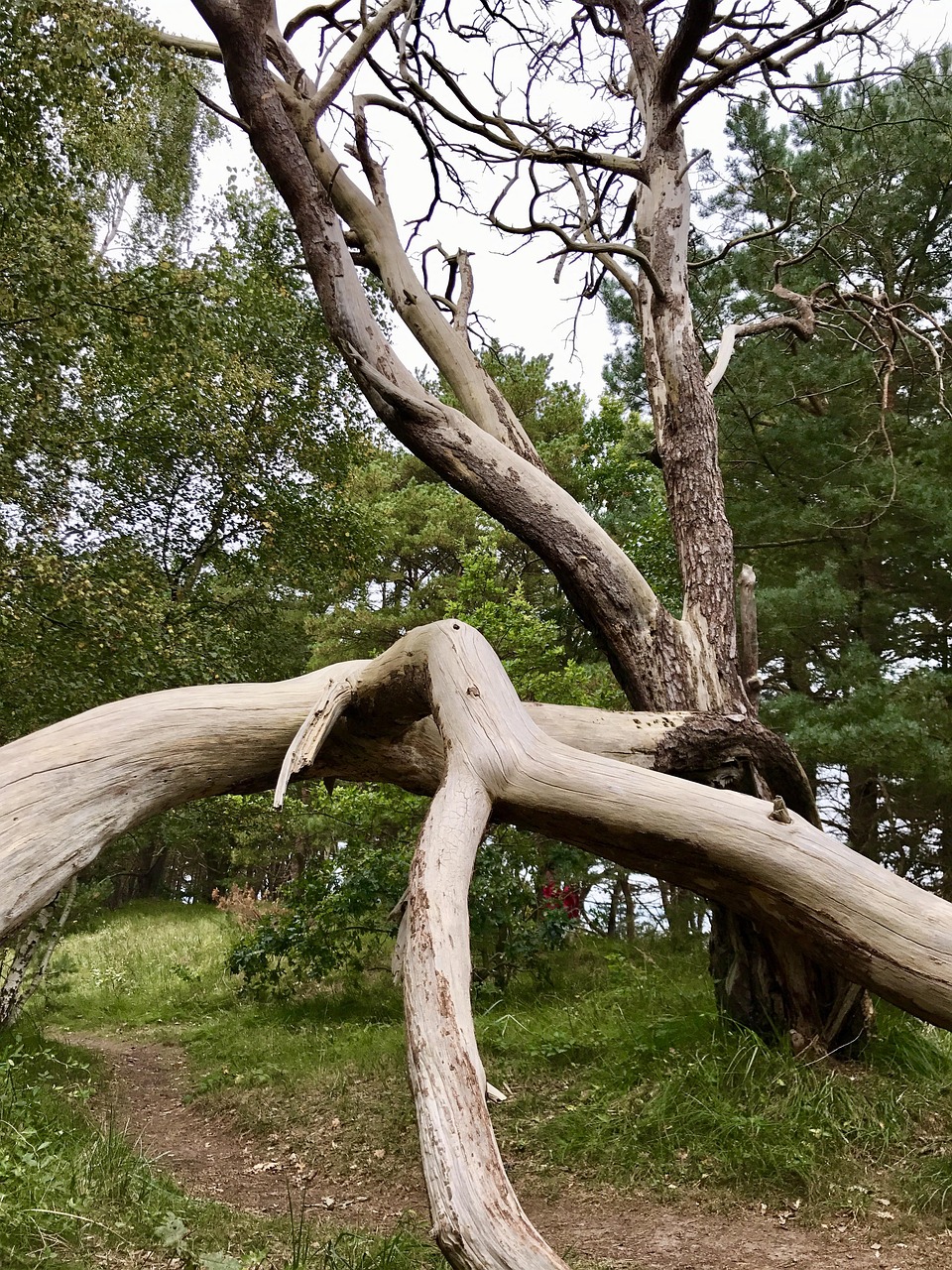 Baum Natur Holz - Kostenloses Foto auf Pixabay - Pixabay