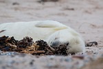 3 Fur-seal Synonyms. Similar words for Fur-seal.