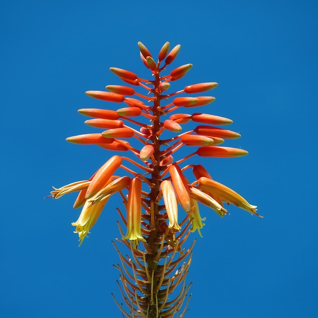 Flor Plantar Natureza - Foto gratuita no Pixabay