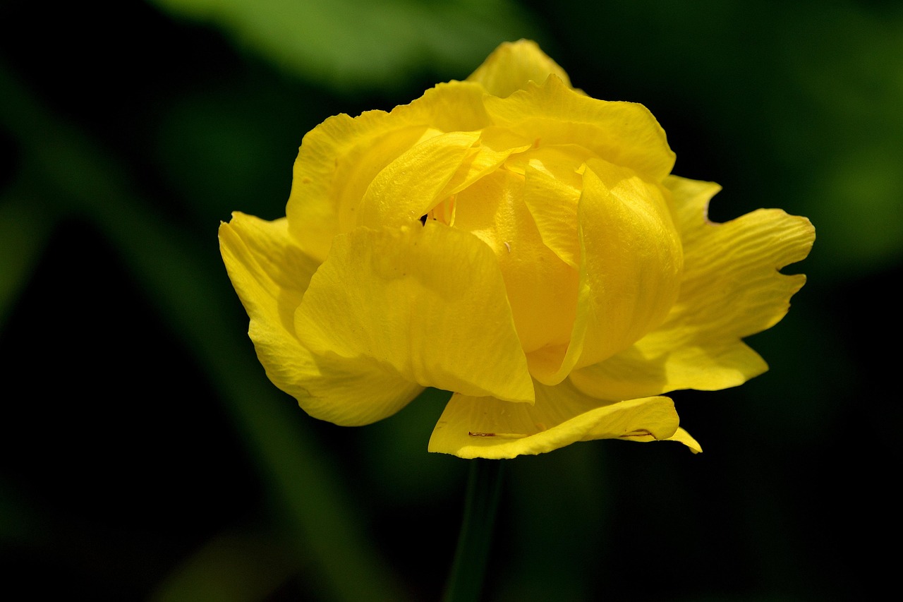 Fleur Jaune La Nature - Photo gratuite sur Pixabay - Pixabay