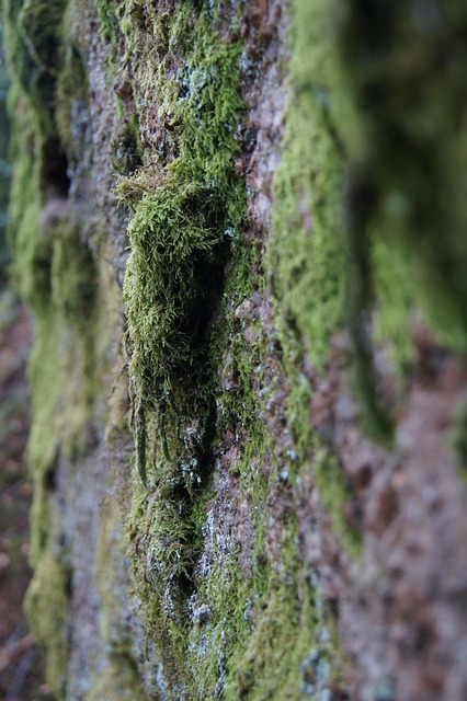 La Nature Mousse Roche - Photo gratuite sur Pixabay - Pixabay