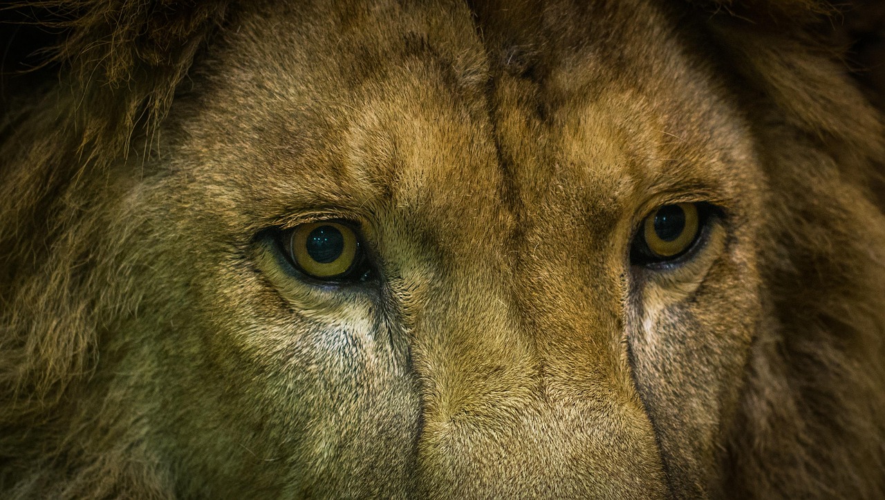 Natureza Animais Mamíferos - Foto gratuita no Pixabay - Pixabay