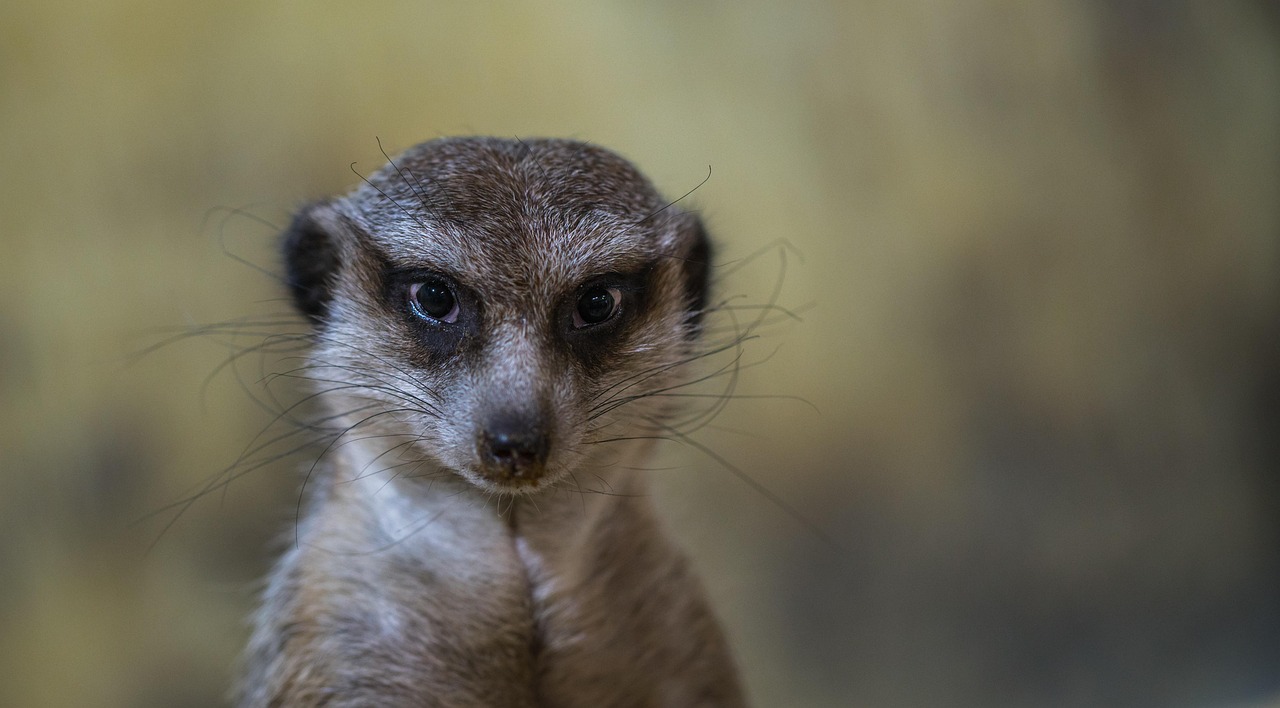 1,000+ Free Meerkat & Mongoose Images - Pixabay