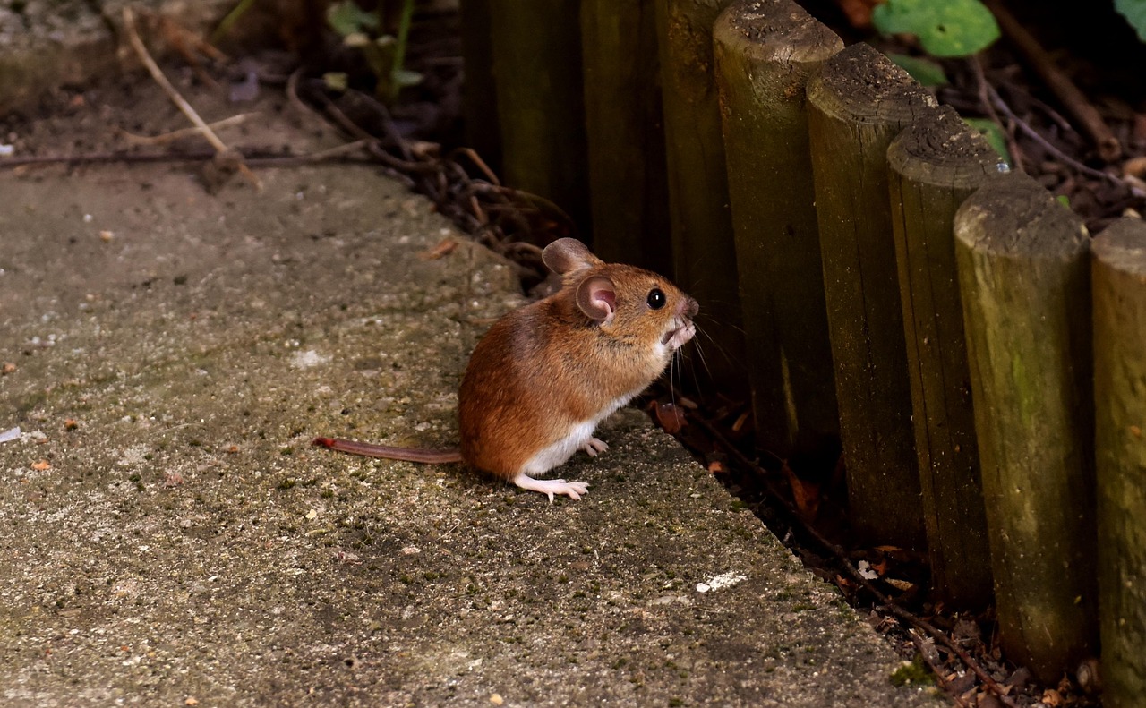 100+ kostenlose Waldmaus & Maus Fotos - Pixabay