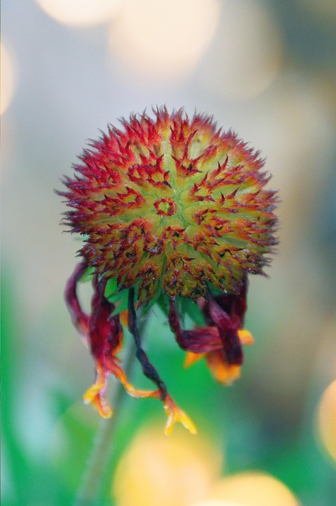 Nature Fleur Plante En Plein - Photo gratuite sur Pixabay - Pixabay