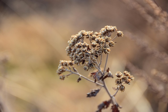 Nature Outdoors Plant - Free photo on Pixabay - Pixabay