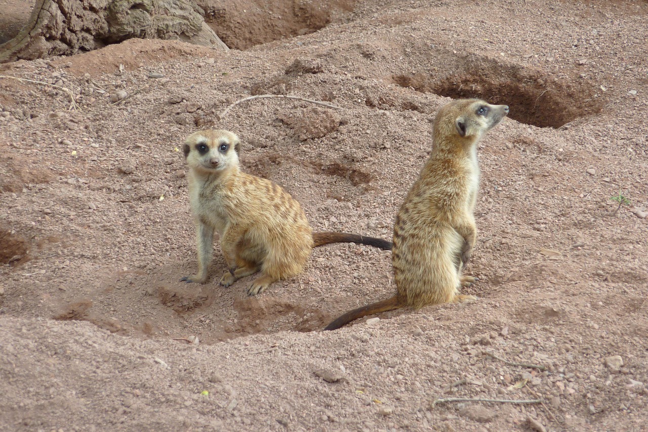Nature Mammal Wildlife - Free photo on Pixabay - Pixabay