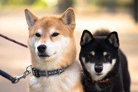 Shiba Inu Dog - Free photo on Pixabay