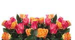 30 Rose garden Synonyms. Similar words for Rose garden.