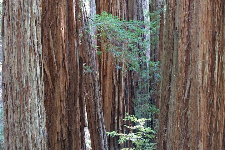 100+ Free Redwood Tree & Redwood Images