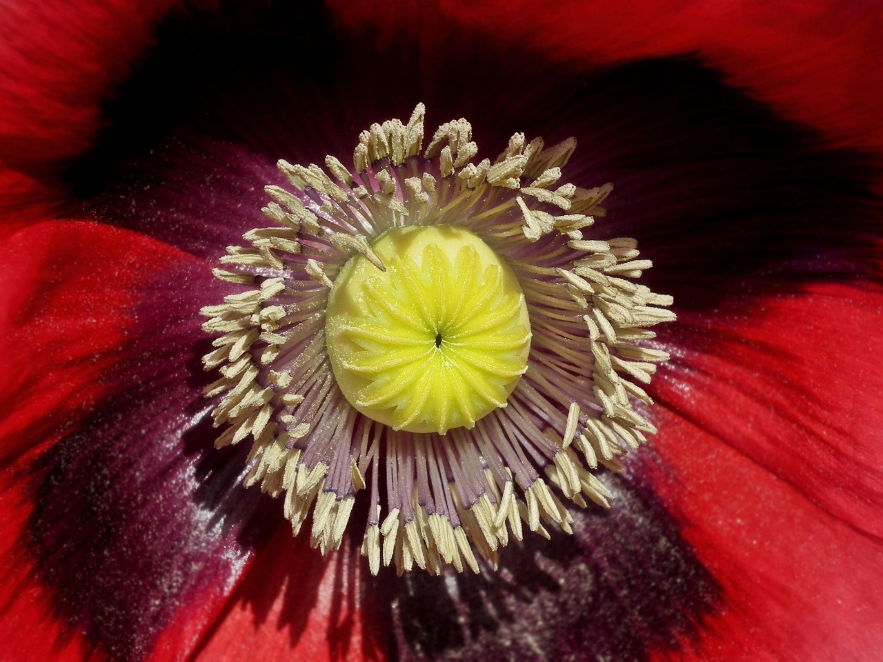 Fleur Le Pavot De Jardin - Photo gratuite sur Pixabay - Pixabay