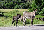 More 270 Donkey Synonyms. Similar words for Donkey.