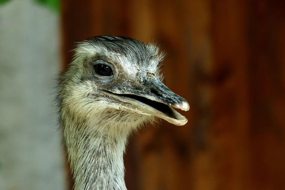Wildlife Portrait Animal - Free photo on Pixabay - Pixabay