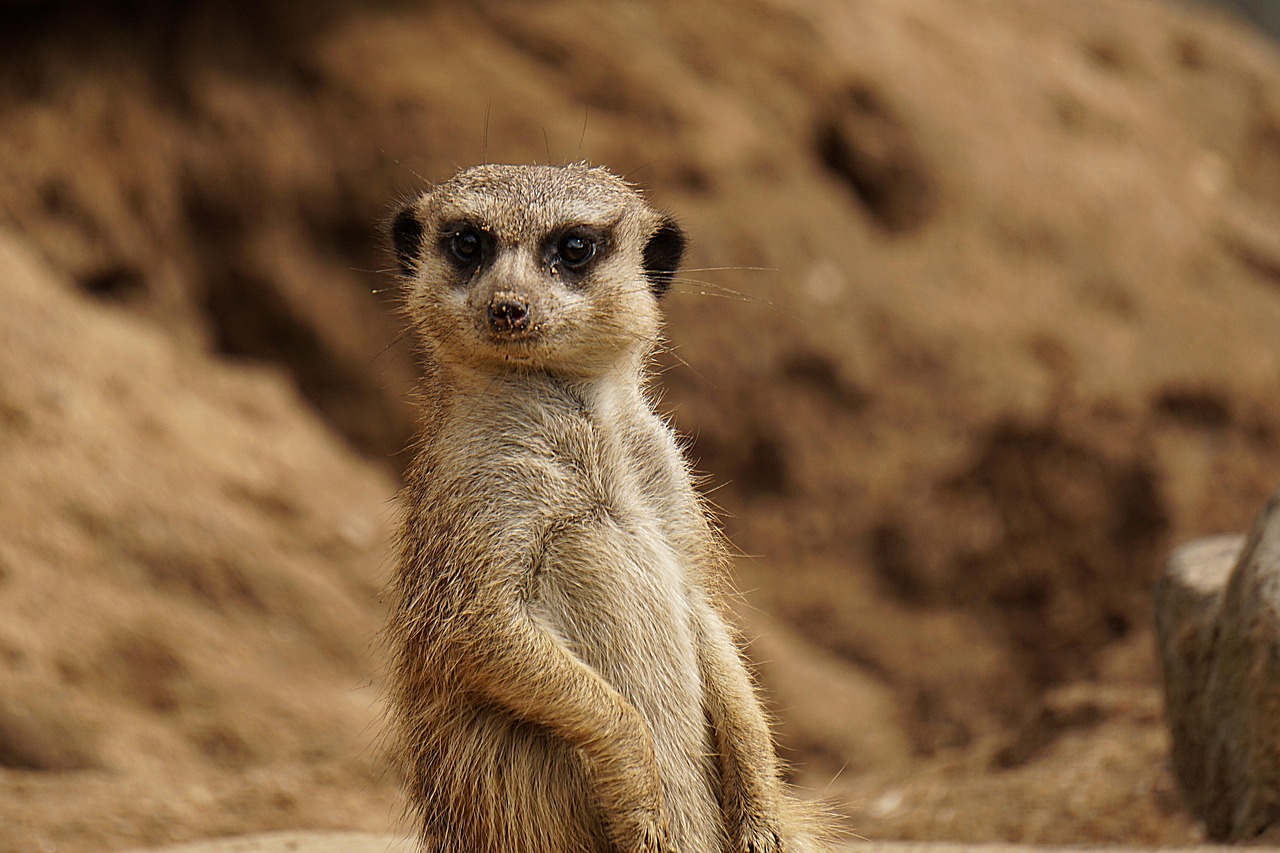 Animais Selvagens Natureza - Foto gratuita no Pixabay - Pixabay