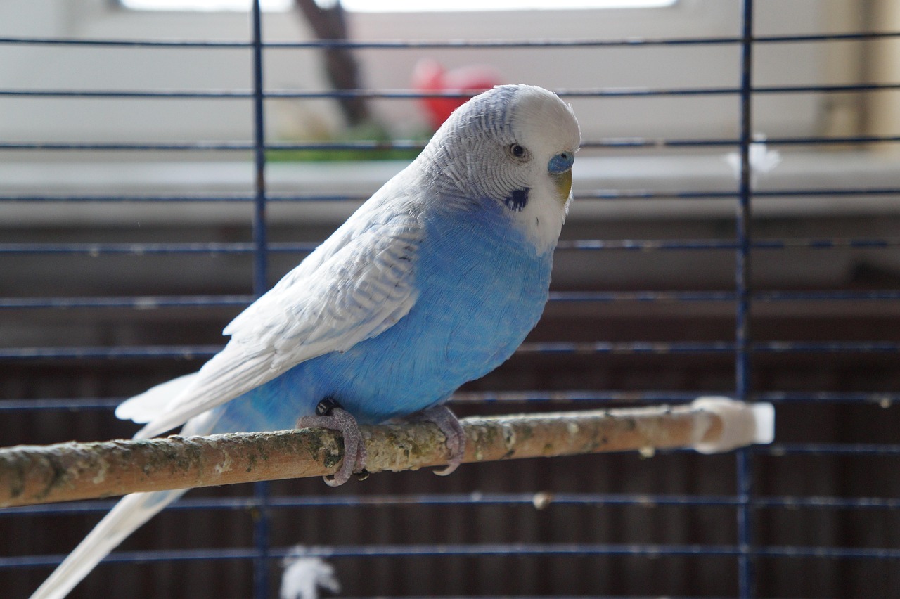 Pájaro Primavera Naturaleza - Foto gratis en Pixabay - Pixabay
