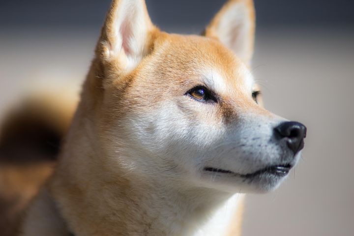 100+ Free Shiba Inu & Shiba Images - Pixabay