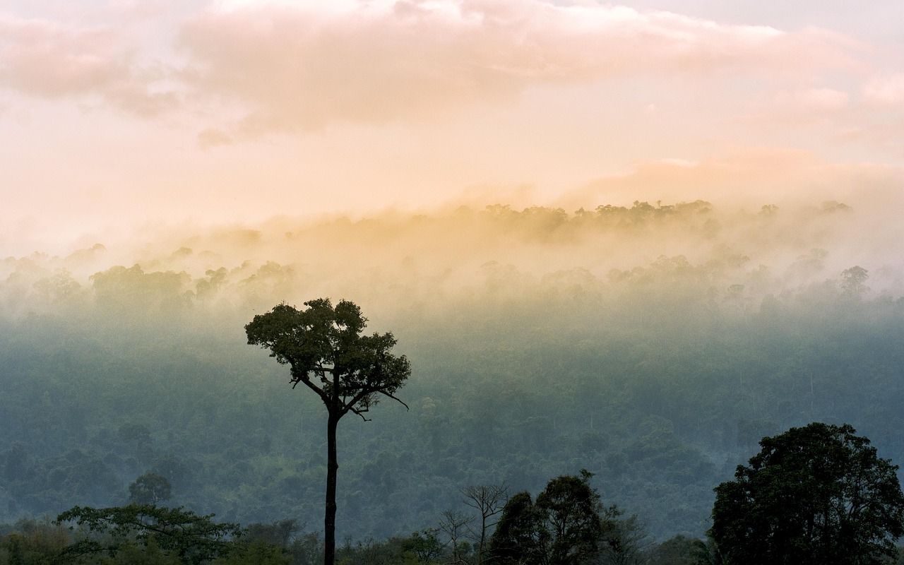 La Nature Forêt Thaïlande - Photo gratuite sur Pixabay - Pixabay