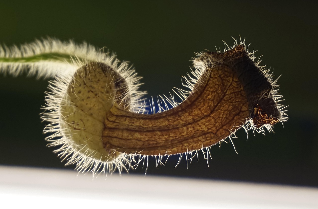 Nature Close Up Plant Trumpet - Free photo on Pixabay - Pixabay
