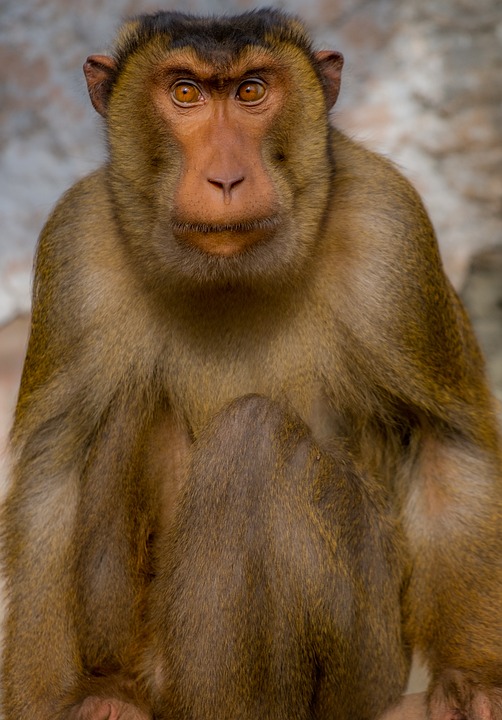 Macaque Monkey Look - Free photo on Pixabay