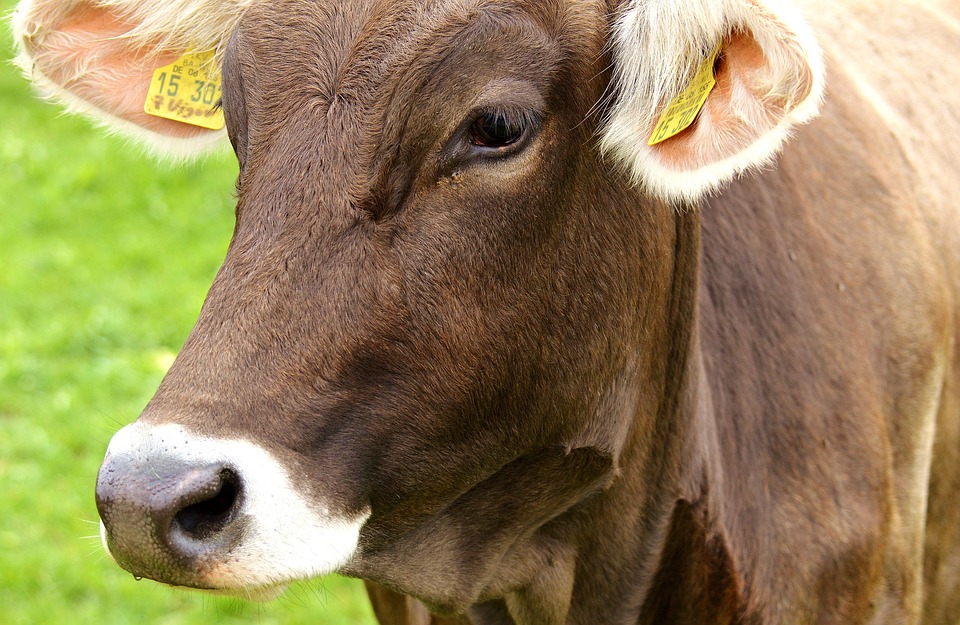 Kuh Allgäu Rind - Kostenloses Foto auf Pixabay