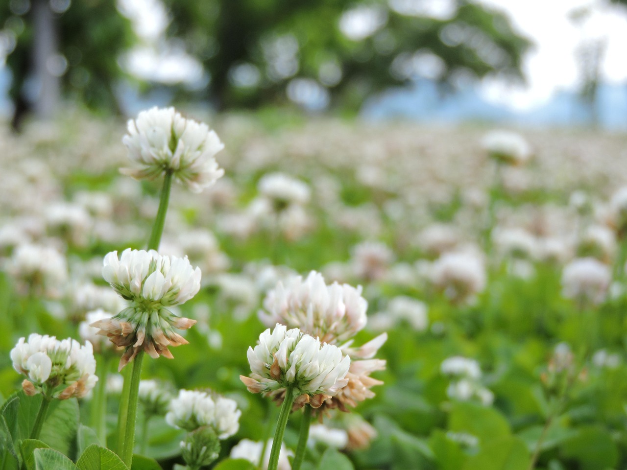 Flower Nature Plant Free Photo On Pixabay Pixabay
