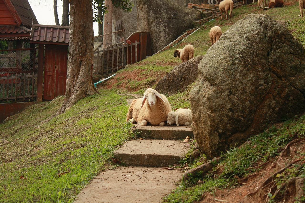 Outdoors Sheeps - Free photo on Pixabay