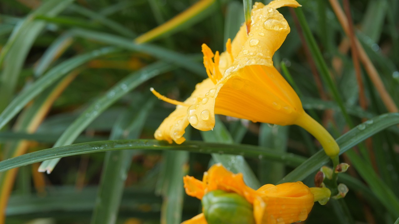 Naturaleza Flora Flor - Foto gratis en Pixabay - Pixabay