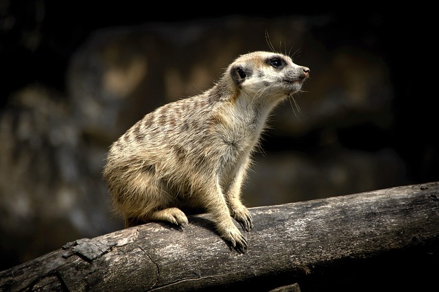 Fauna Silvestre Naturaleza - Foto gratis en Pixabay - Pixabay