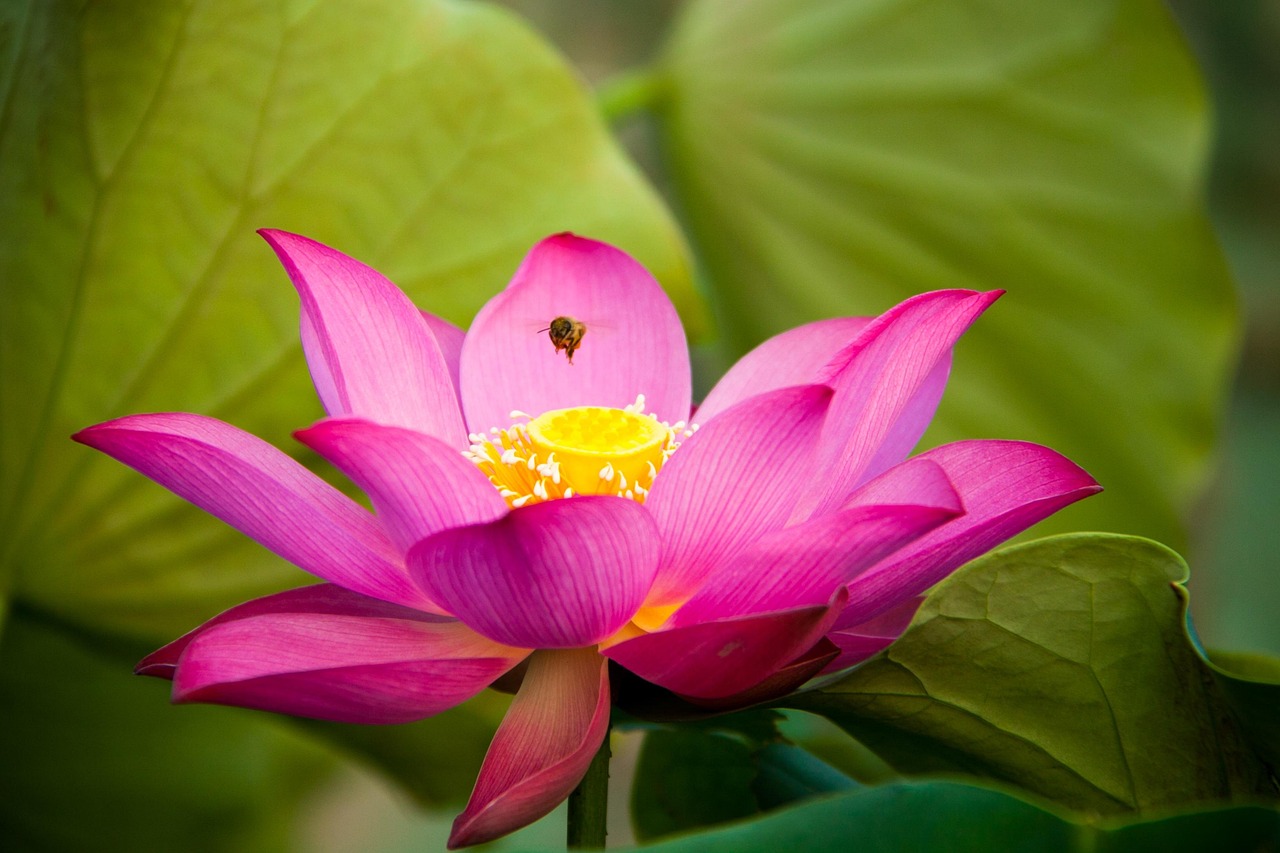 Lotus Flora Flower - Free photo on Pixabay - Pixabay