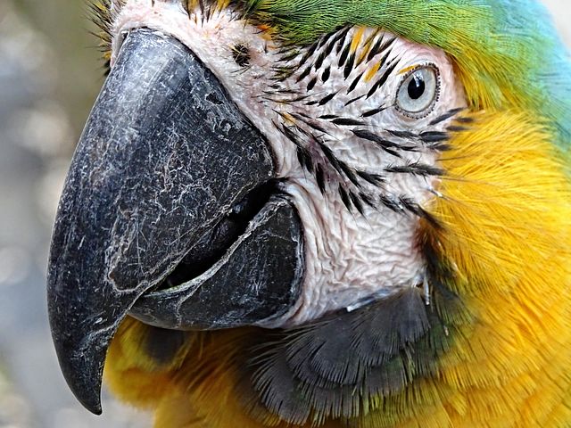 100+ Free Side Eye & Side Images - Pixabay