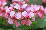 29 Botanical Synonyms. Similar words for Botanical.