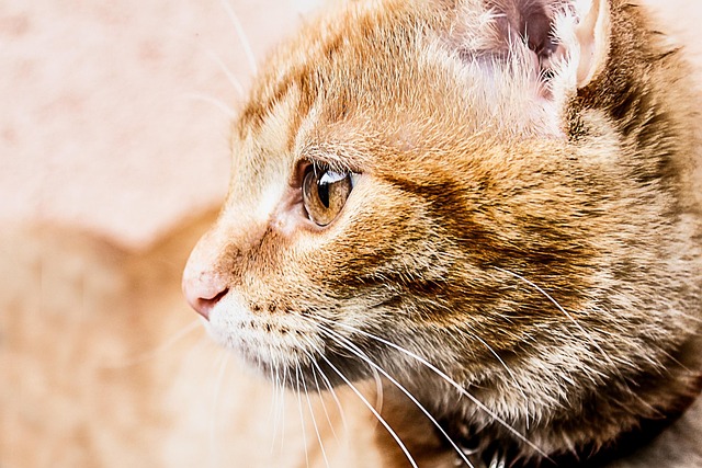 Chat Fourrure Animal - Photo gratuite sur Pixabay - Pixabay