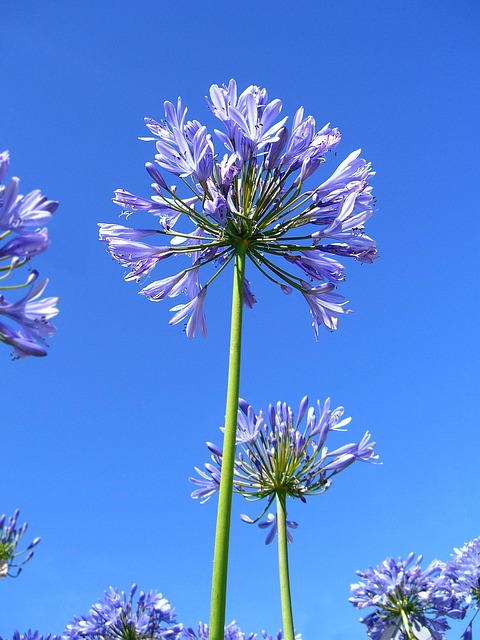 Fleur Boule Violette Photo Gratuite Sur Pixabay Pixabay