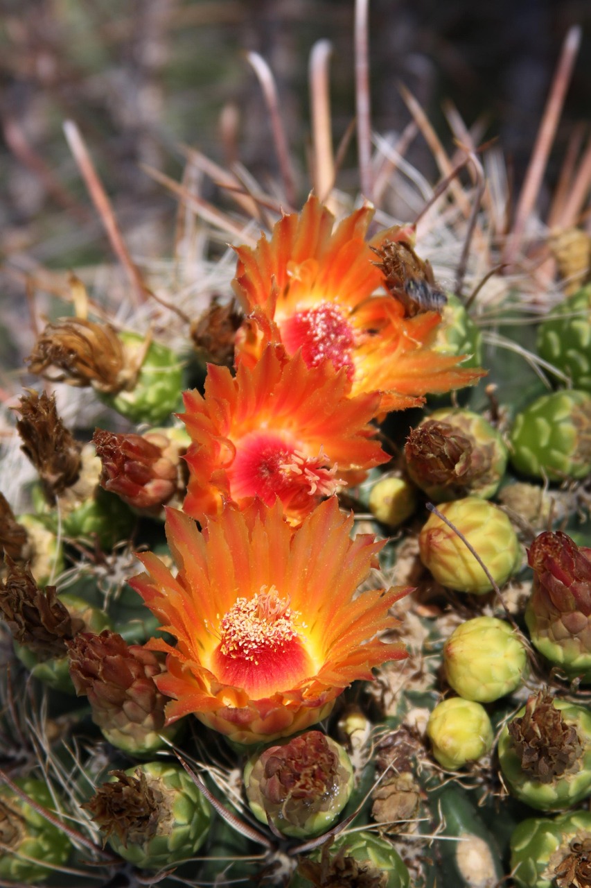 Nature Flora Flower - Free photo on Pixabay - Pixabay