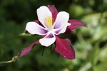 29 Botanical Synonyms. Similar words for Botanical.