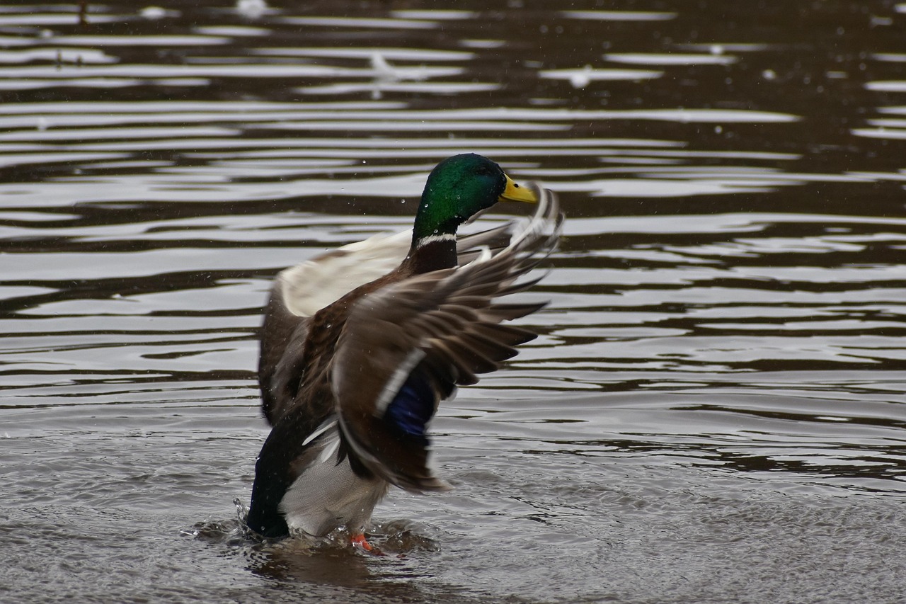 Animal Lac Riverain - Photo gratuite sur Pixabay - Pixabay