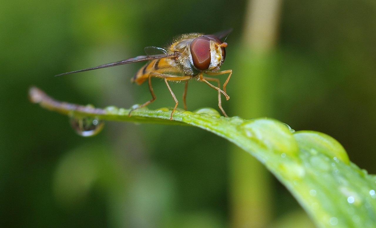 Nature Insect Animal - Free photo on Pixabay