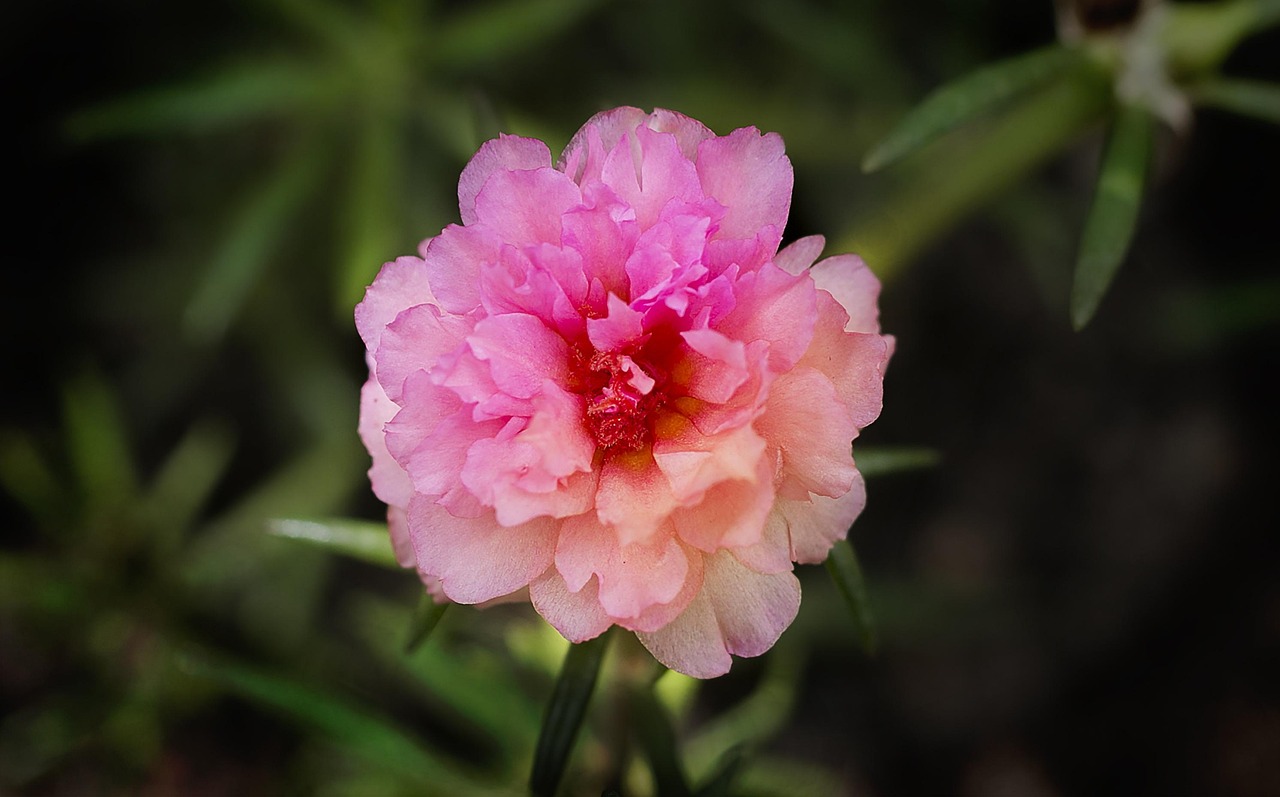 Naturaleza Flor Flora - Foto gratis en Pixabay - Pixabay