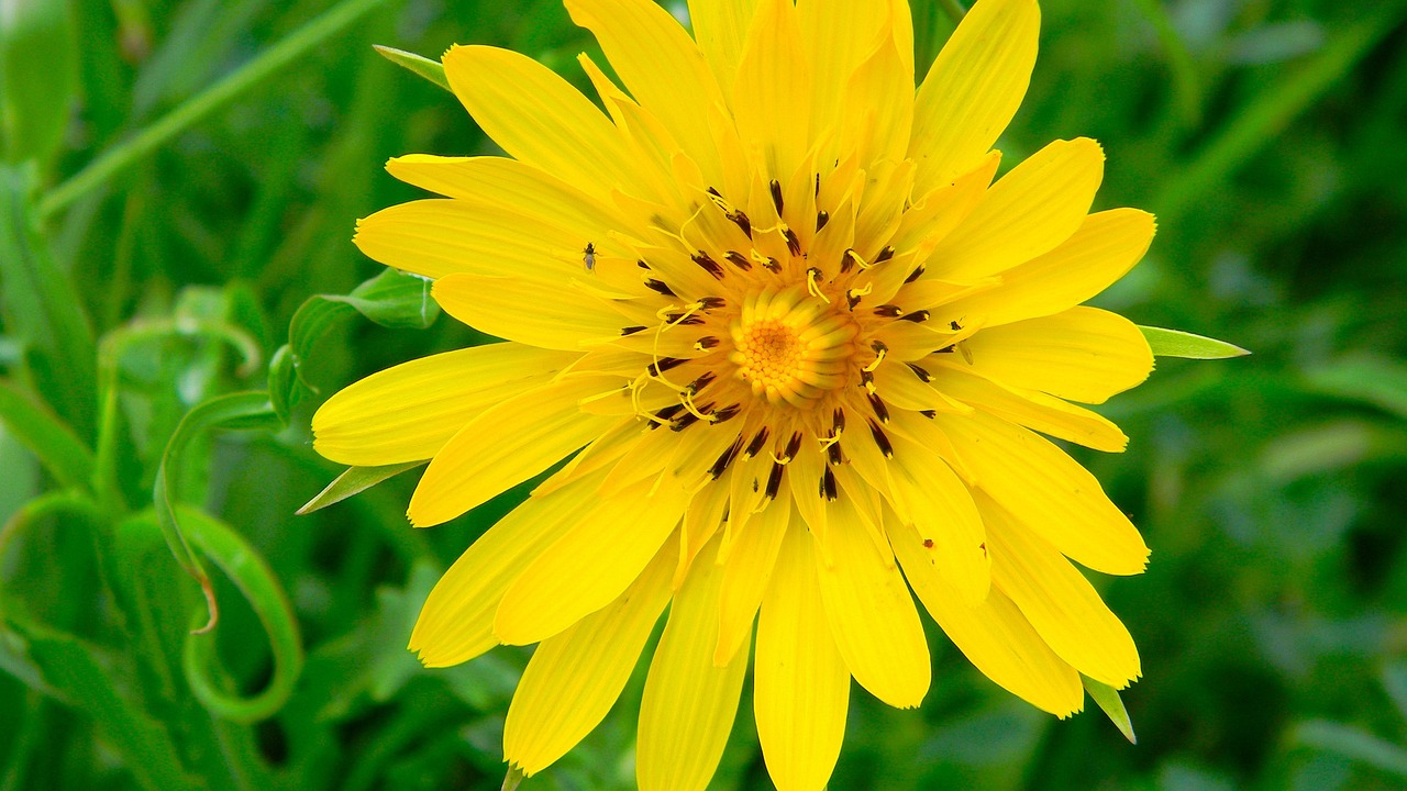 Flower Luka Nature - Free photo on Pixabay - Pixabay