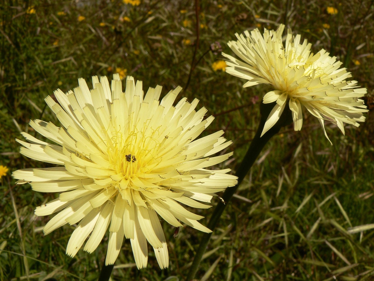 Flor Naturaleza Flora El - Foto gratis en Pixabay