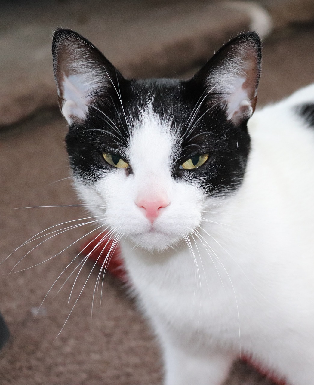 50+ Free Grumpy Cat & Grumpy Images - Pixabay