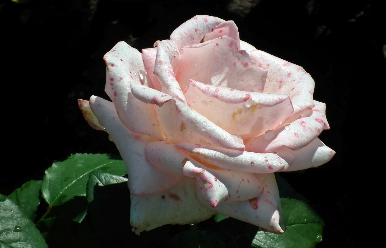 Flower Rose Nature - Free photo on Pixabay