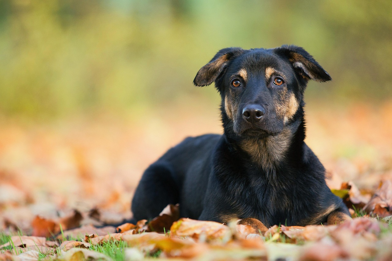 40 000+ kostnadsfria bilder med Christimas Animals och Natur - Pixabay