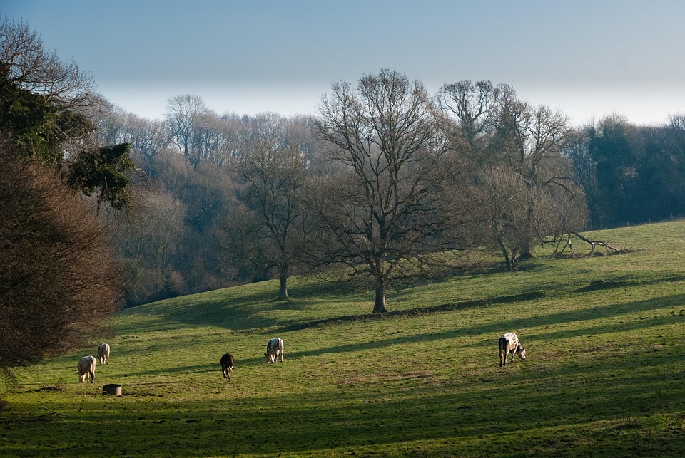 Landscape Nature Near - Free photo on Pixabay