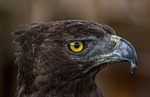 More 300 Bird Synonyms. Similar words for Bird.
